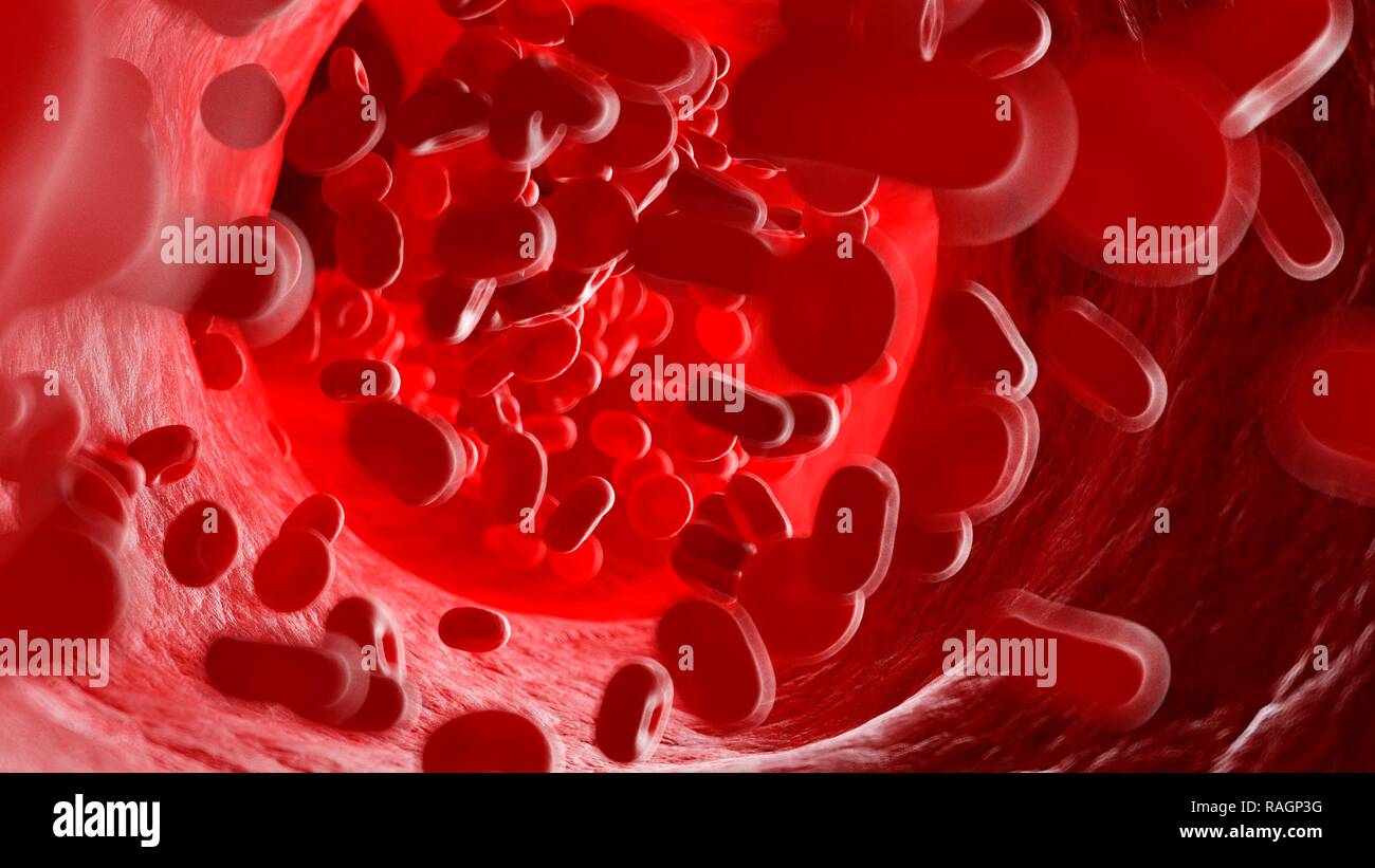 Illustration of human blood cells Stock Photo - Alamy