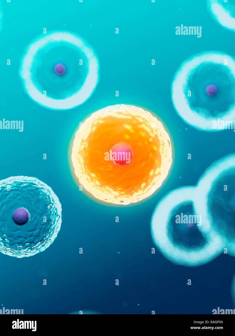 Illustration of human cells Stock Photo - Alamy