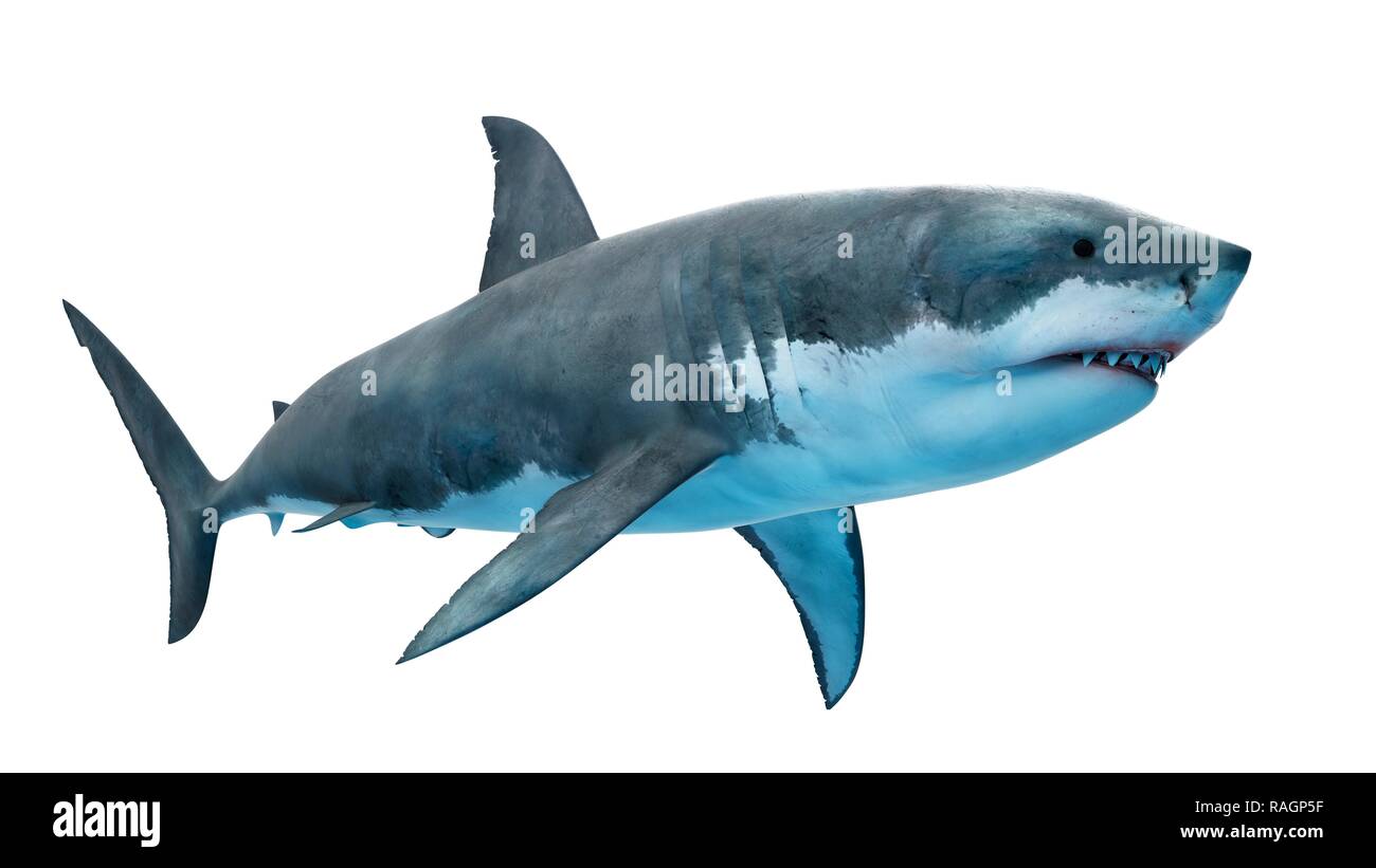 Shark under the water Cut Out Stock Images & Pictures - Alamy