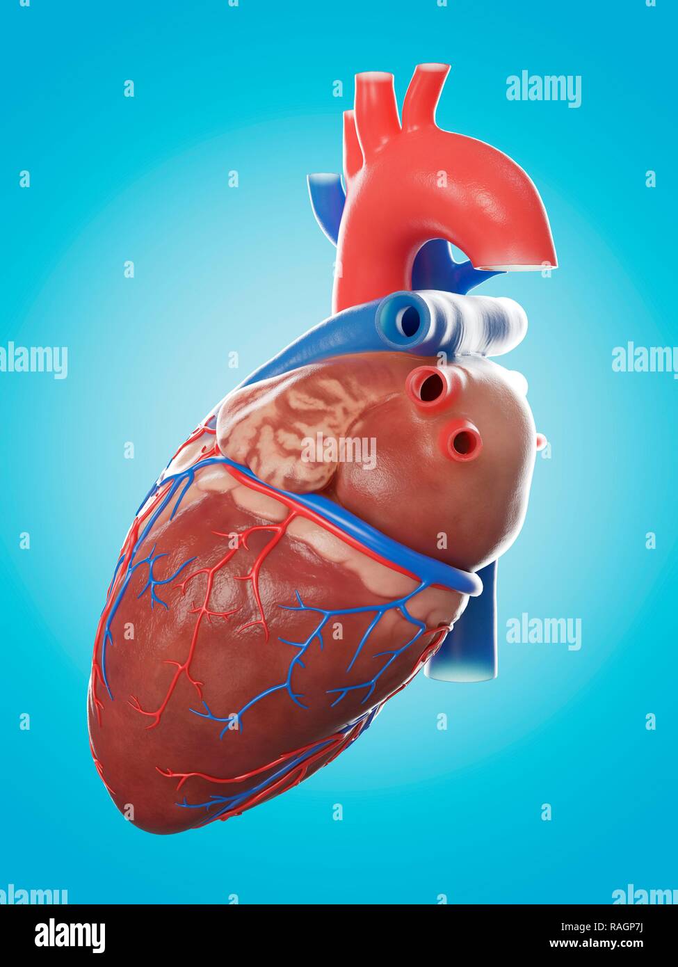 Illustration of the human heart anatomy Stock Photo - Alamy