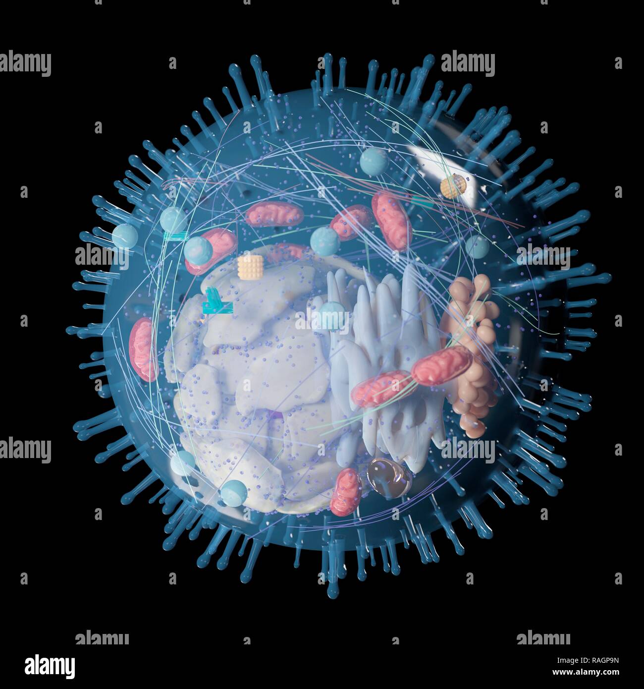 Illustration of a human cell Stock Photo - Alamy