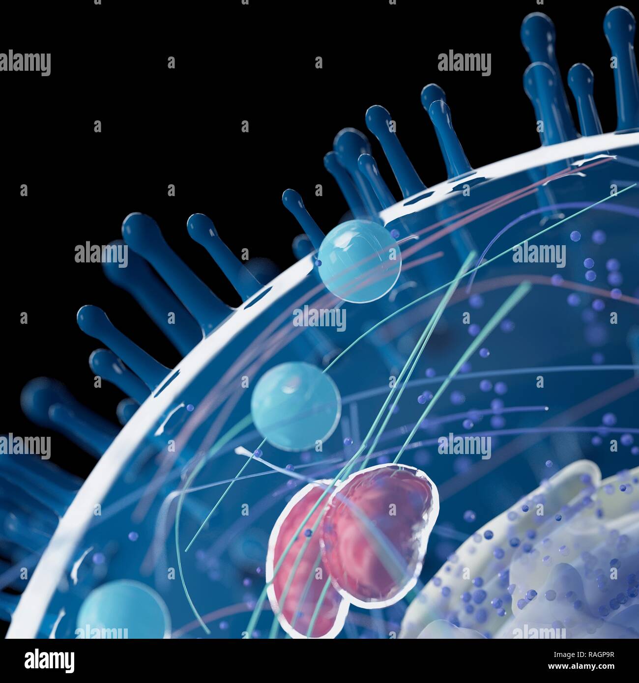 Illustration of a human cell Stock Photo - Alamy