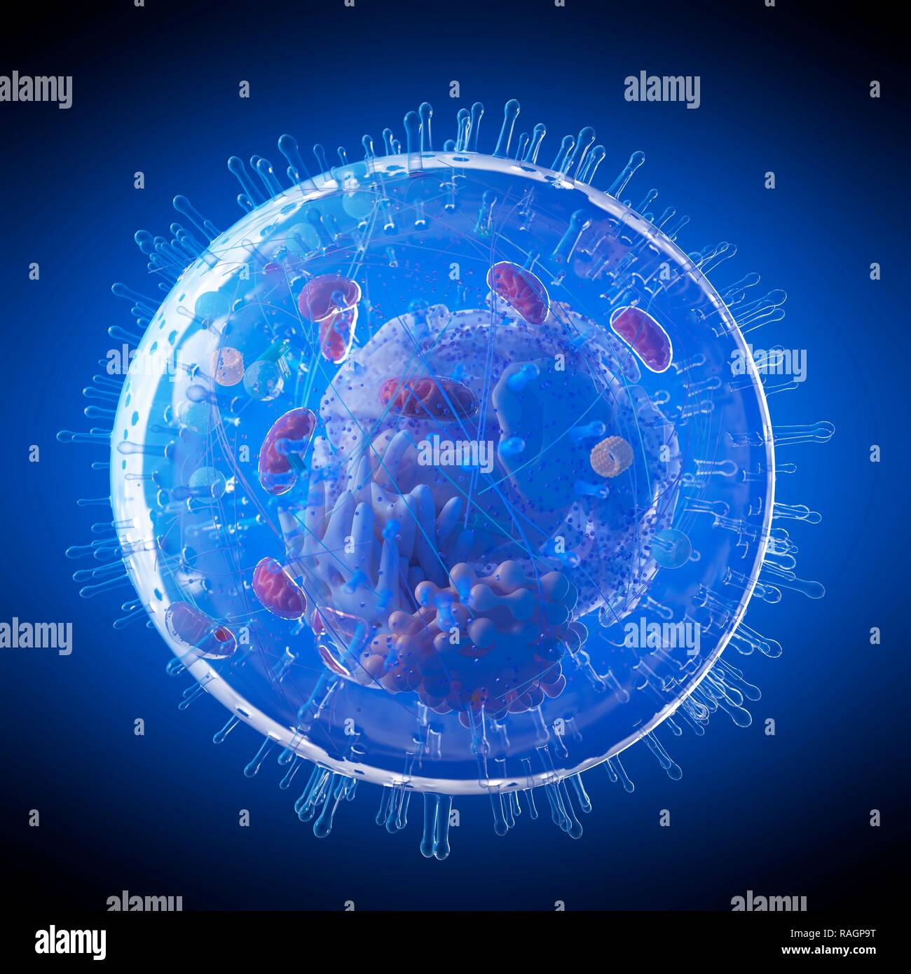 Illustration of a human cell Stock Photo - Alamy