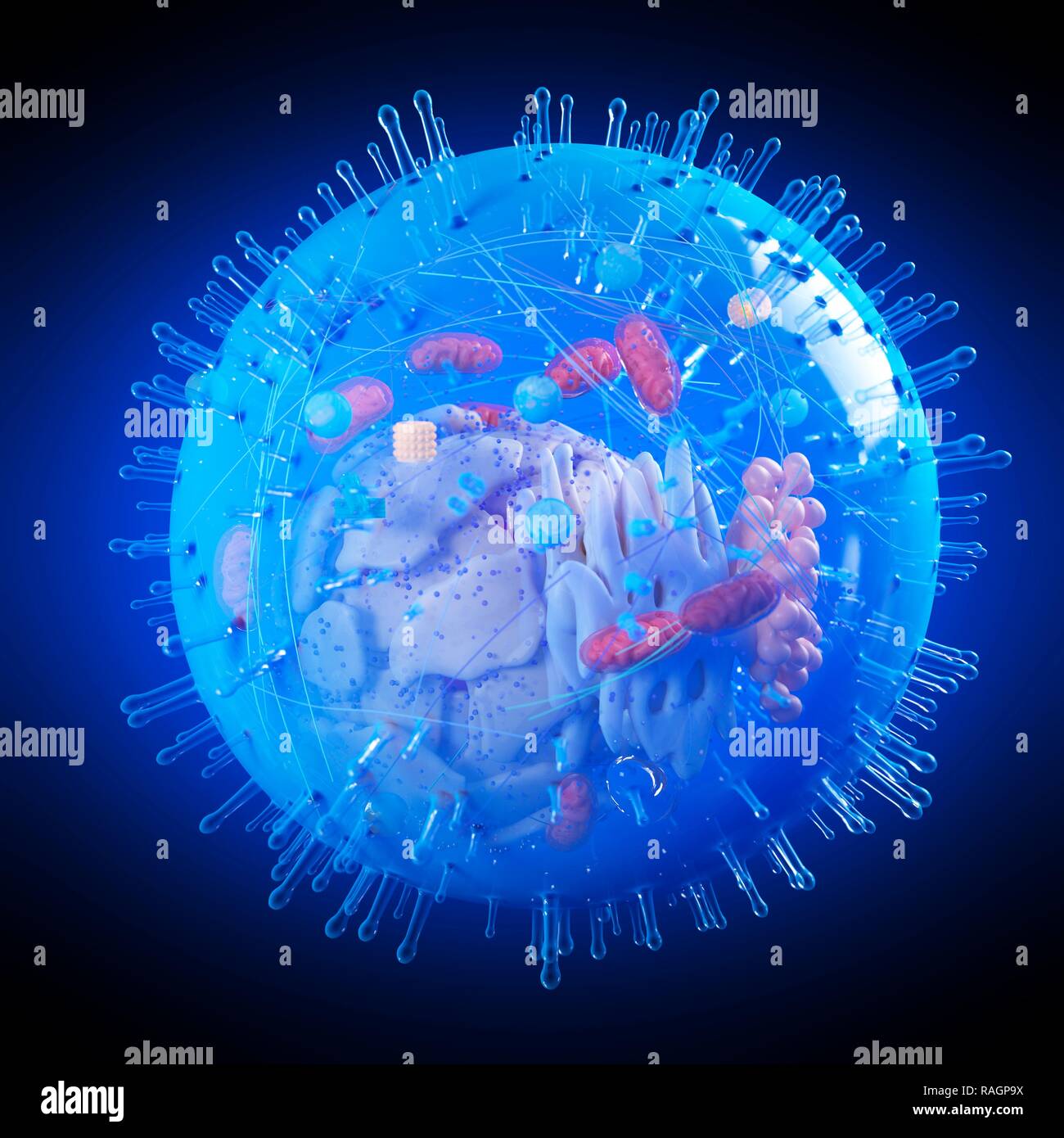 Illustration of a human cell Stock Photo - Alamy