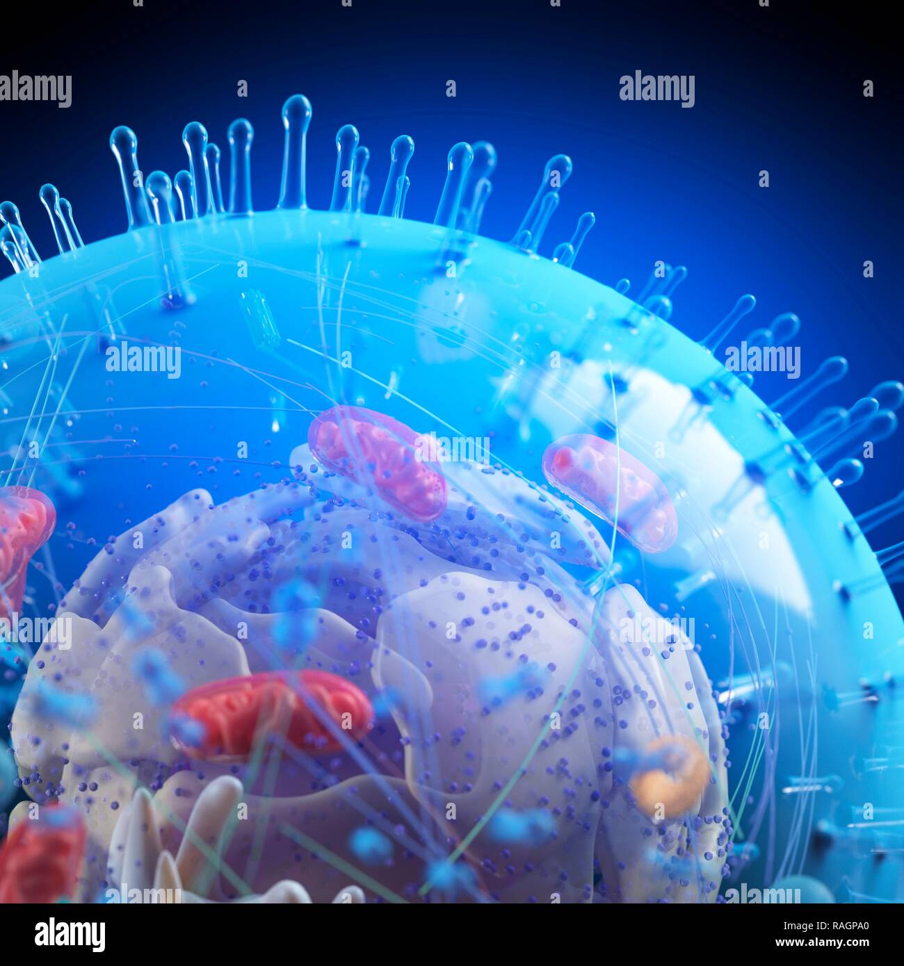 Illustration of a human cell Stock Photo - Alamy