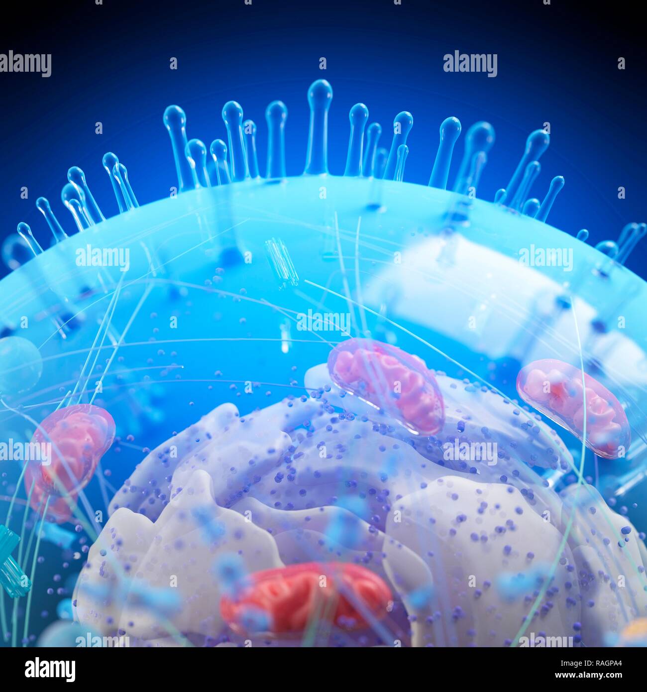 Illustration of a human cell Stock Photo - Alamy