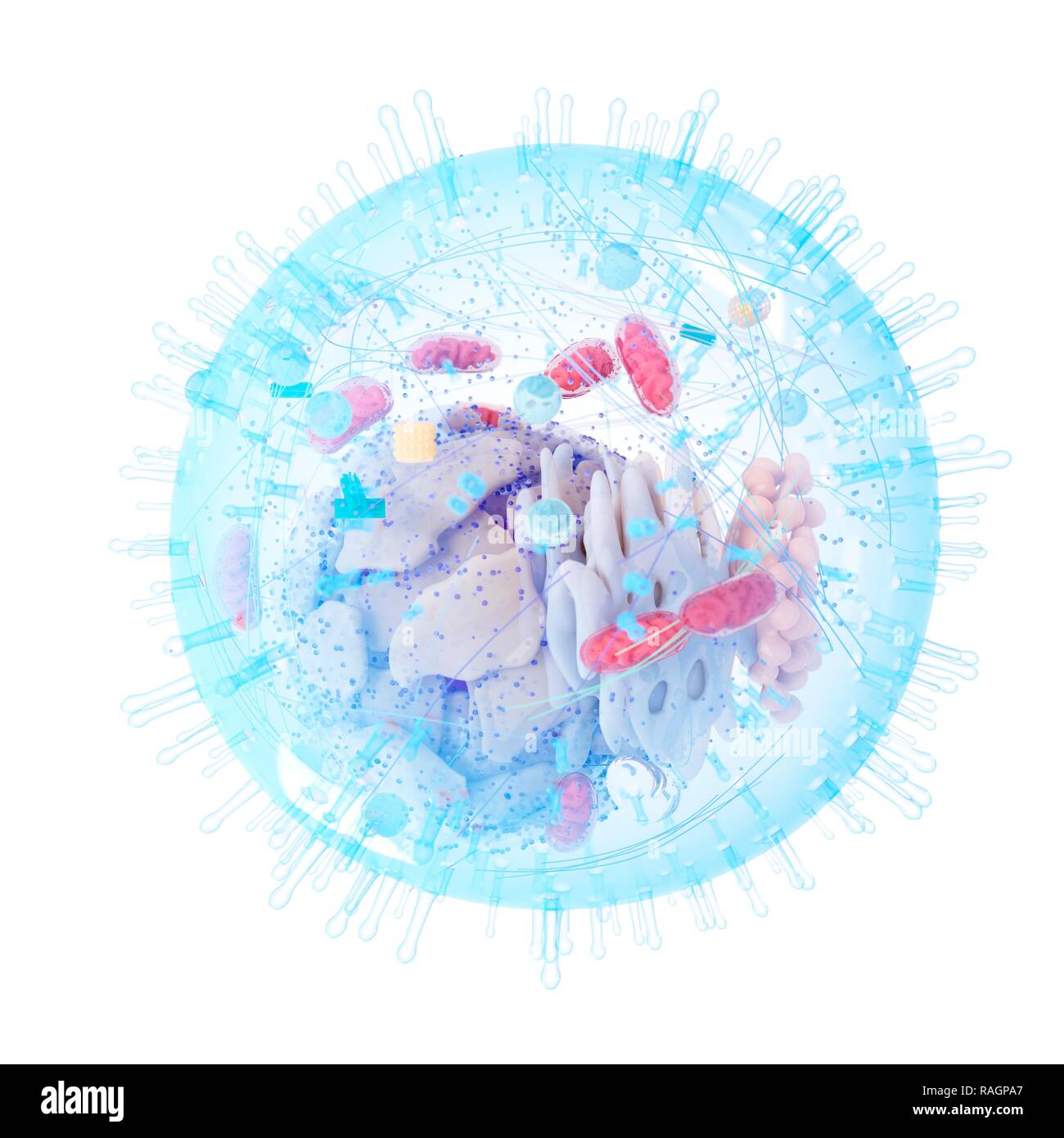 Illustration of a human cell Stock Photo - Alamy