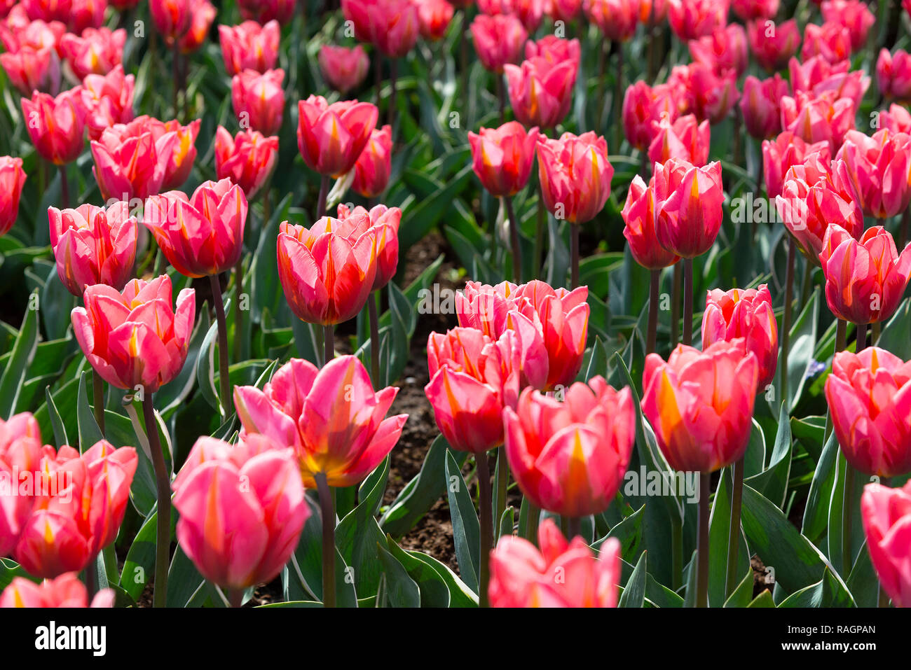 A bed of pink tulips "Tulipa Triumph" on show in the Keukenhof Gardens ...