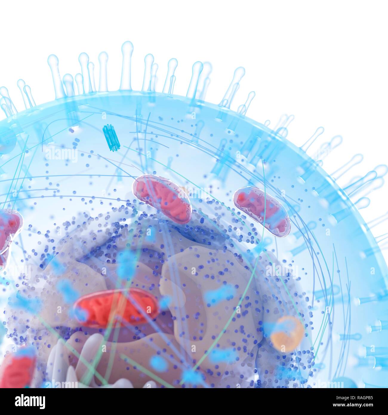 Illustration of a human cell Stock Photo - Alamy