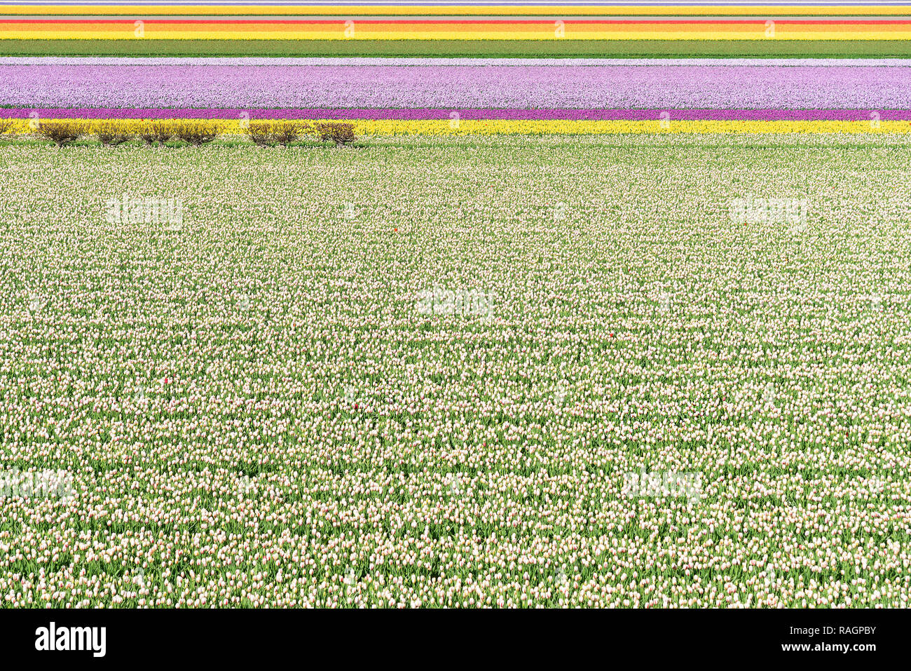 Colourful field of tulips viewed from the Keukenhof Gardens, Lisse ...