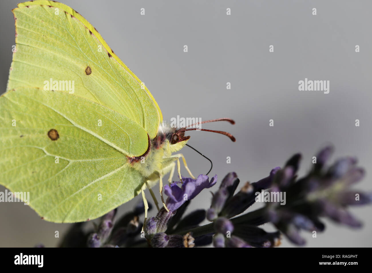 Hungry green brimstone butterfly sitting on lavender Stock Photo - Alamy