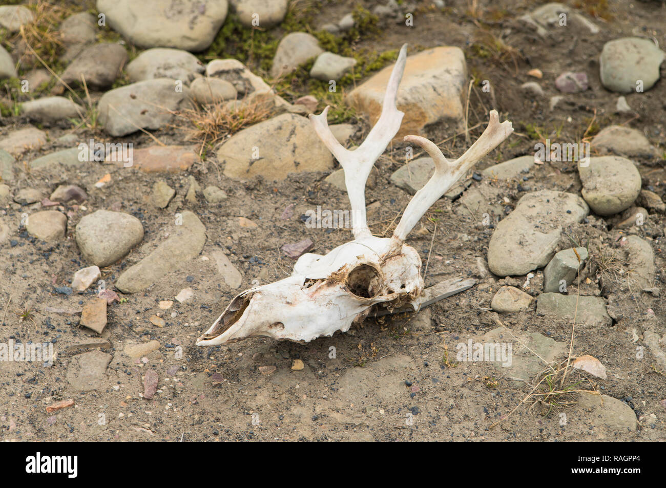 Elk skeleton bones hi-res stock photography and images - Alamy