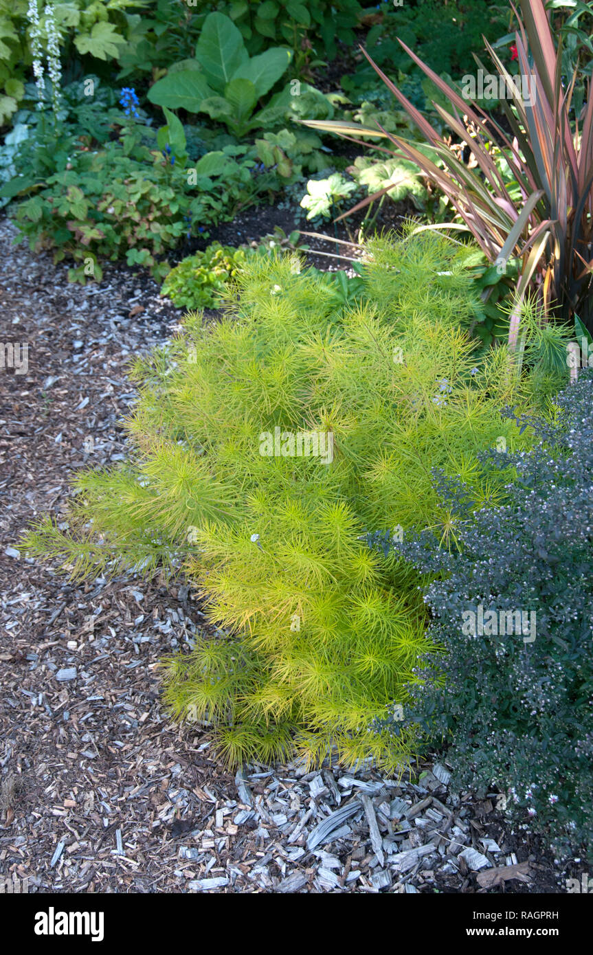 Amsonia hubrichtii, Thread leafed bluestar, with fall foliage Stock ...