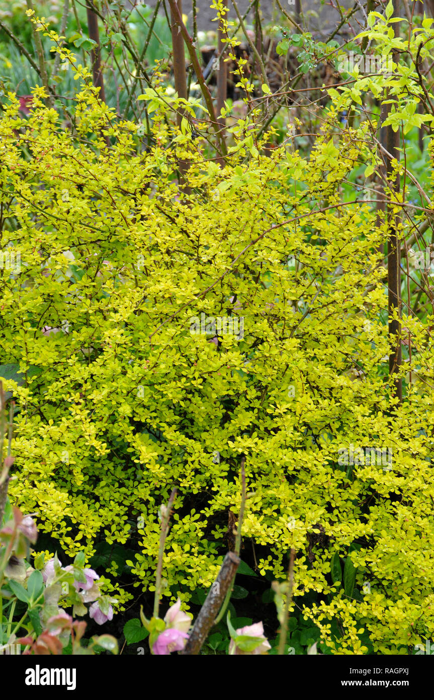 Berberis thunbergii aurea, gold barberry Stock Photo - Alamy