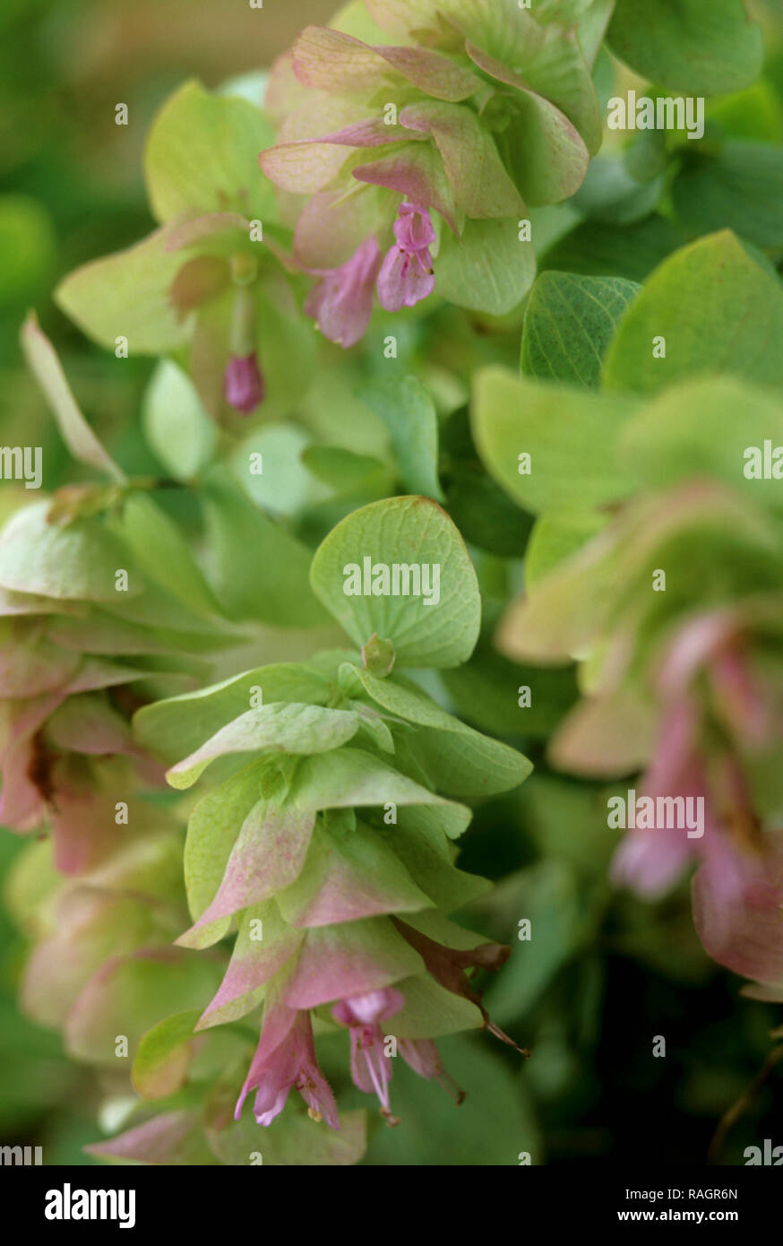 Kent beauty oregano hi-res stock photography and images - Alamy