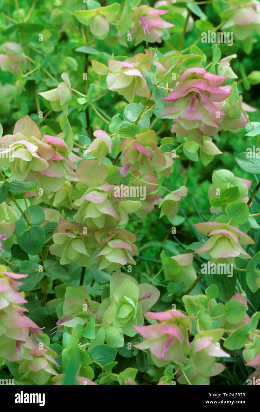 Kent beauty oregano hi-res stock photography and images - Alamy
