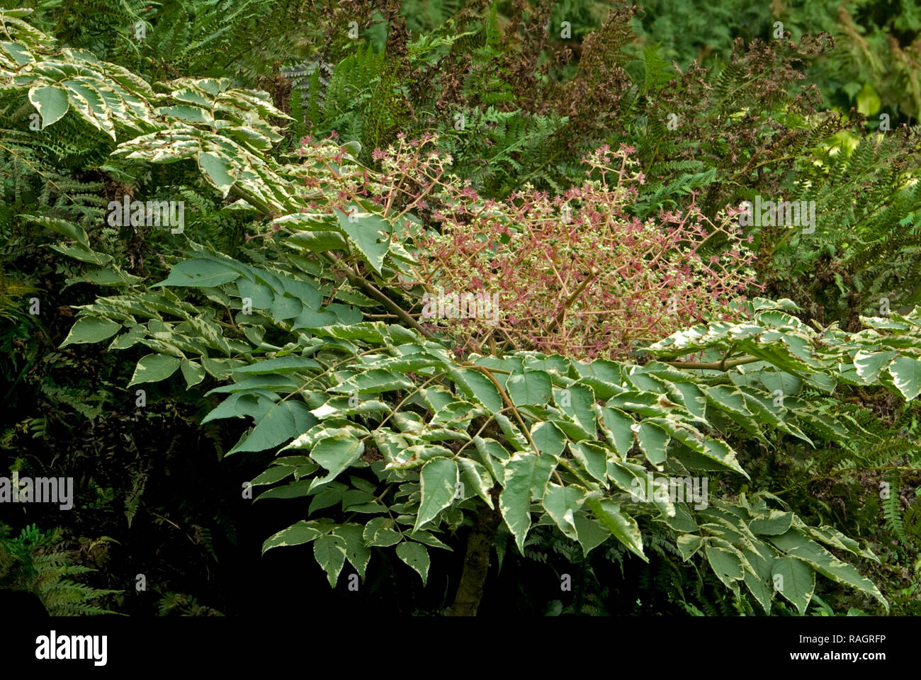 Angelica tree hi-res stock photography and images - Alamy