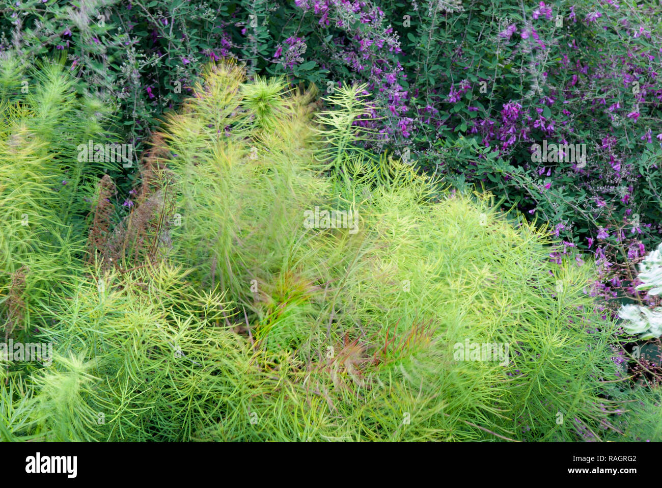 Amsonia autumn hi-res stock photography and images - Alamy