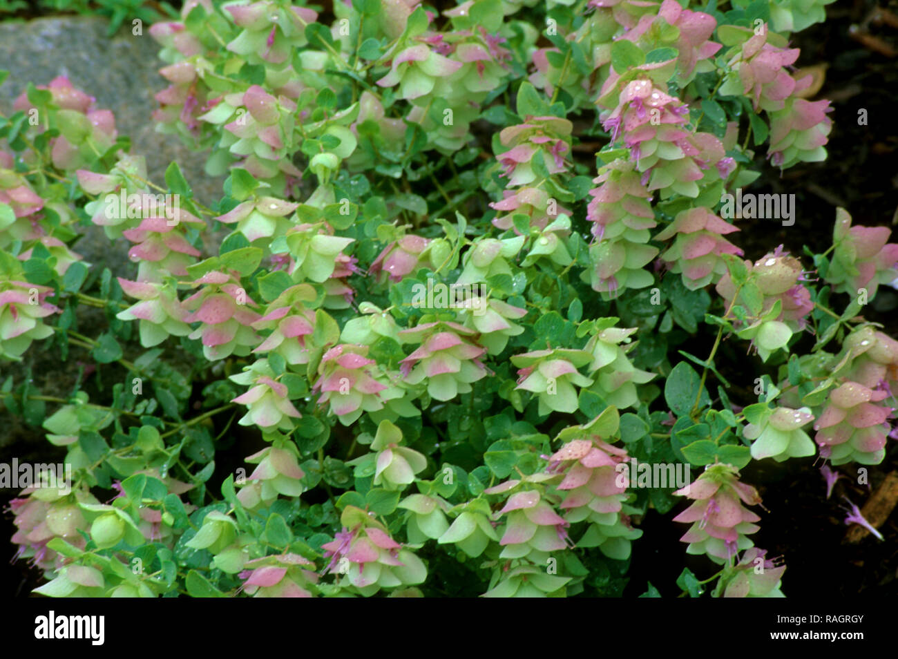 Ornamental oregano hi-res stock photography and images - Alamy
