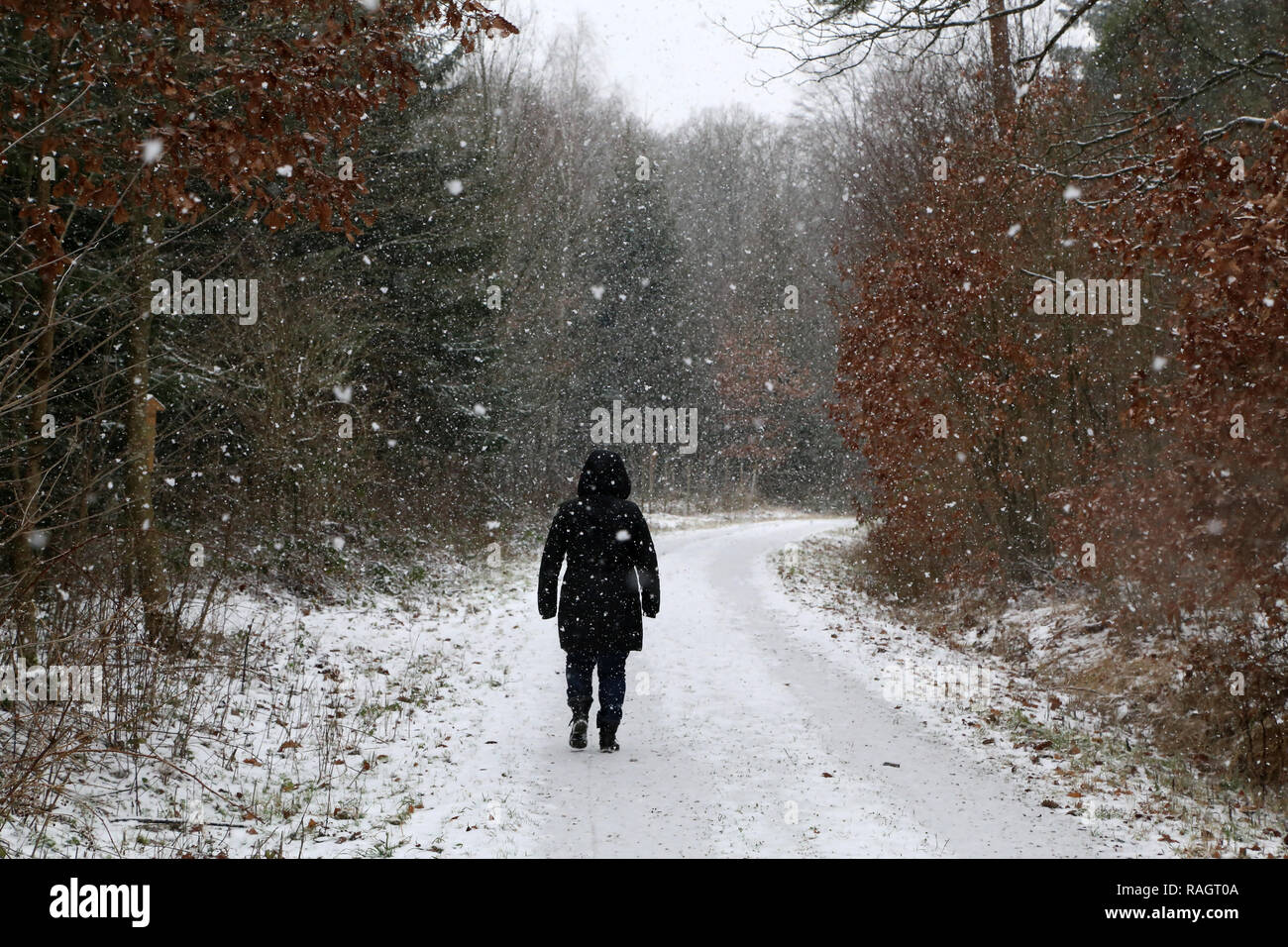 The first snow fell in winter forest Stock Photo - Alamy