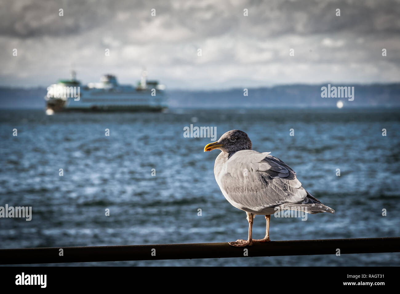 A seagull sitting on a railing in Seattle, Washington overlooking Puget ...