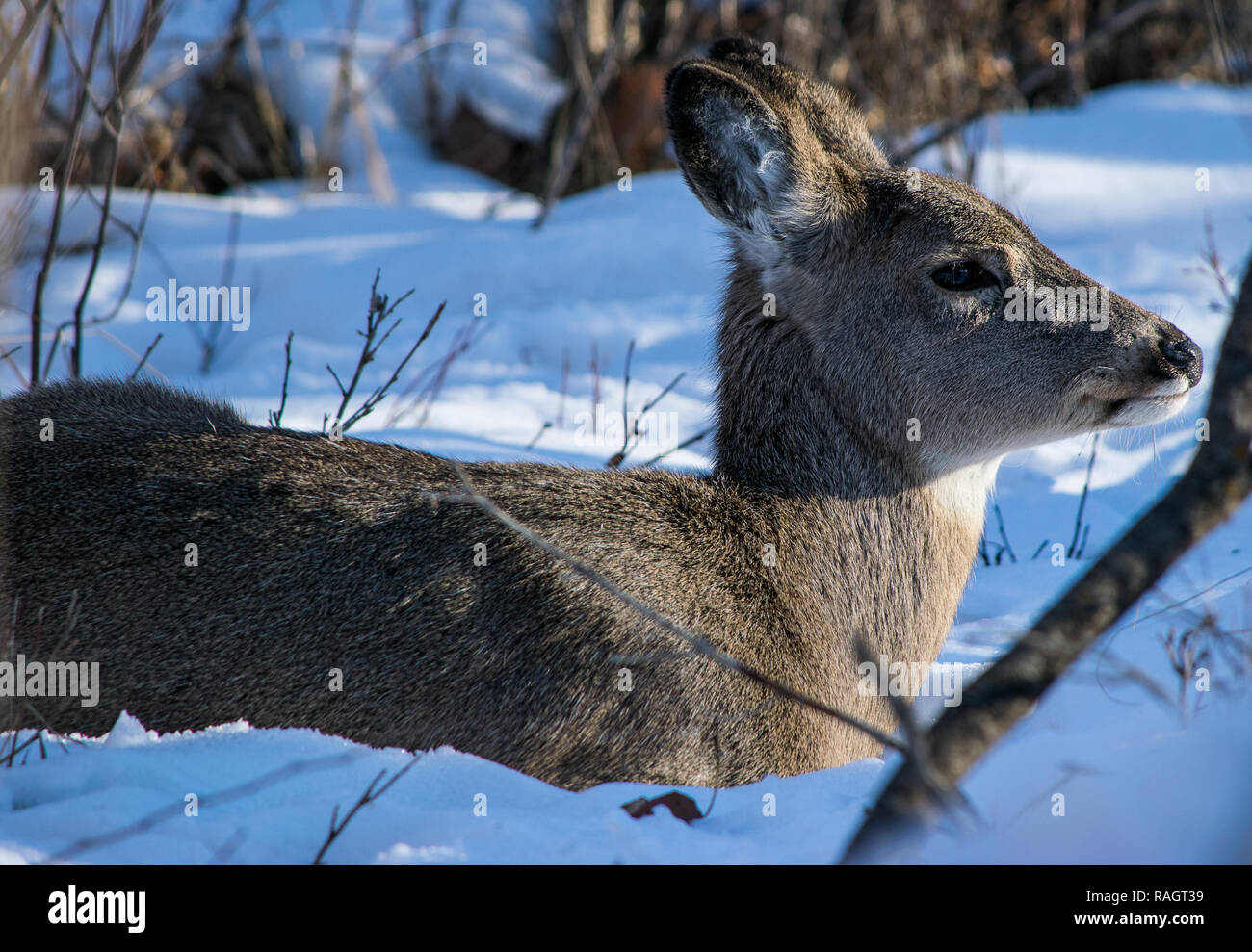Calgary in spring hi-res stock photography and images - Alamy