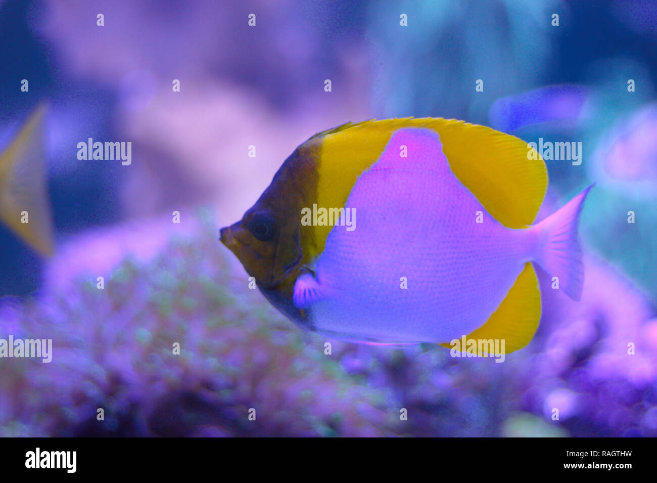 Yellow pyramid butterflyfish (hemitaurichthys polylepis) in an aquarium ...
