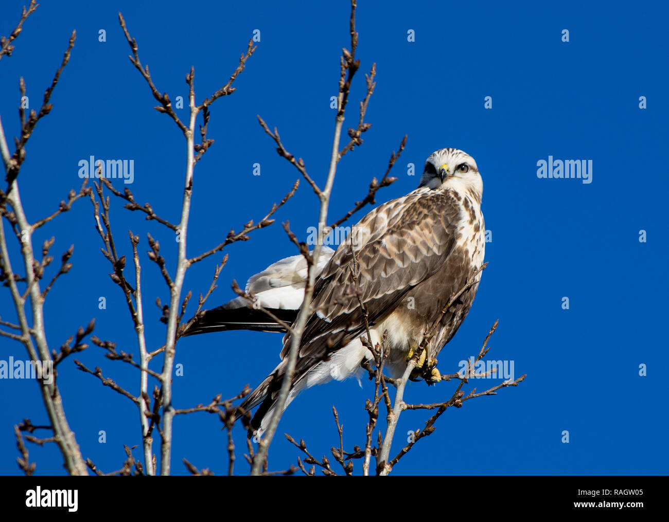 Pretty young eagle hi-res stock photography and images - Alamy
