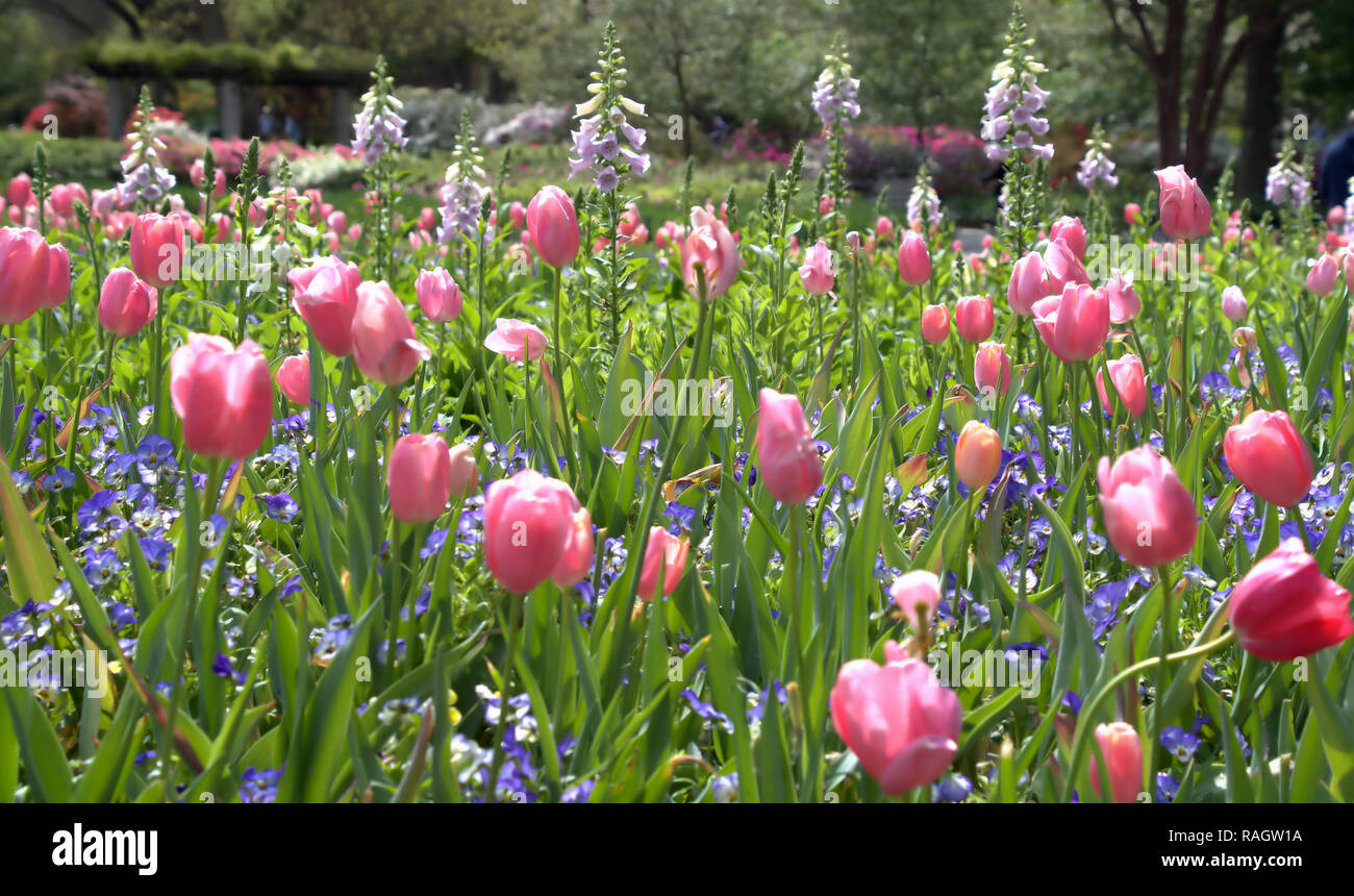Spring time tulips hi-res stock photography and images - Alamy