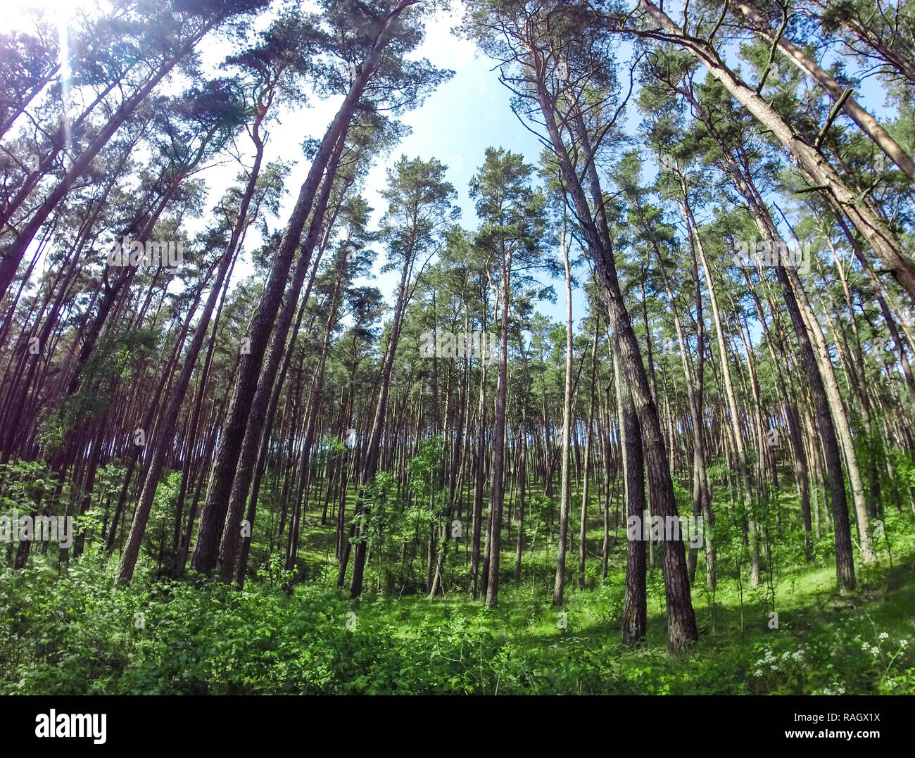 A dense forest with coniferous pine trees. Fish eye view Stock Photo ...