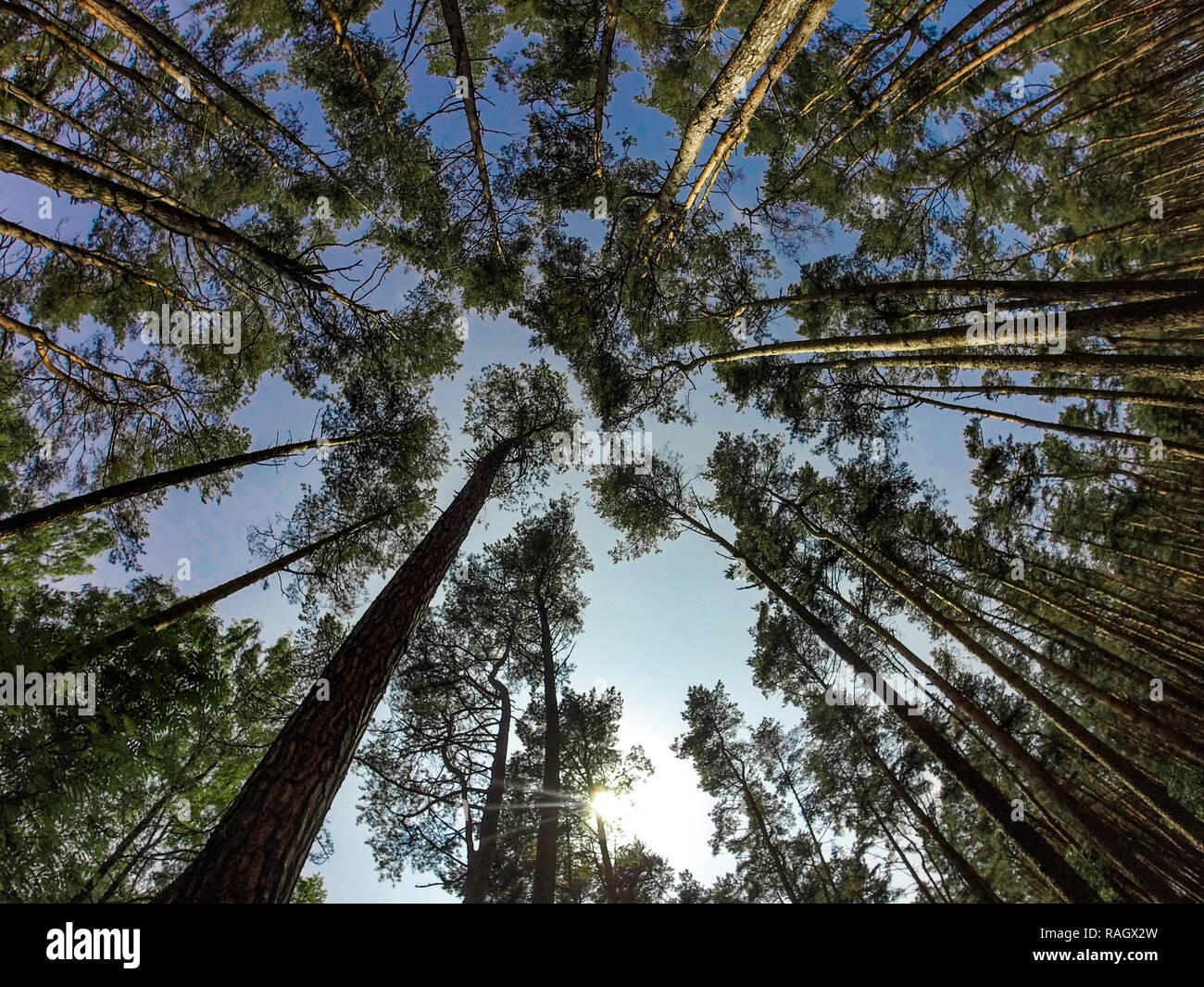 Dense coniferous forest hi-res stock photography and images - Alamy