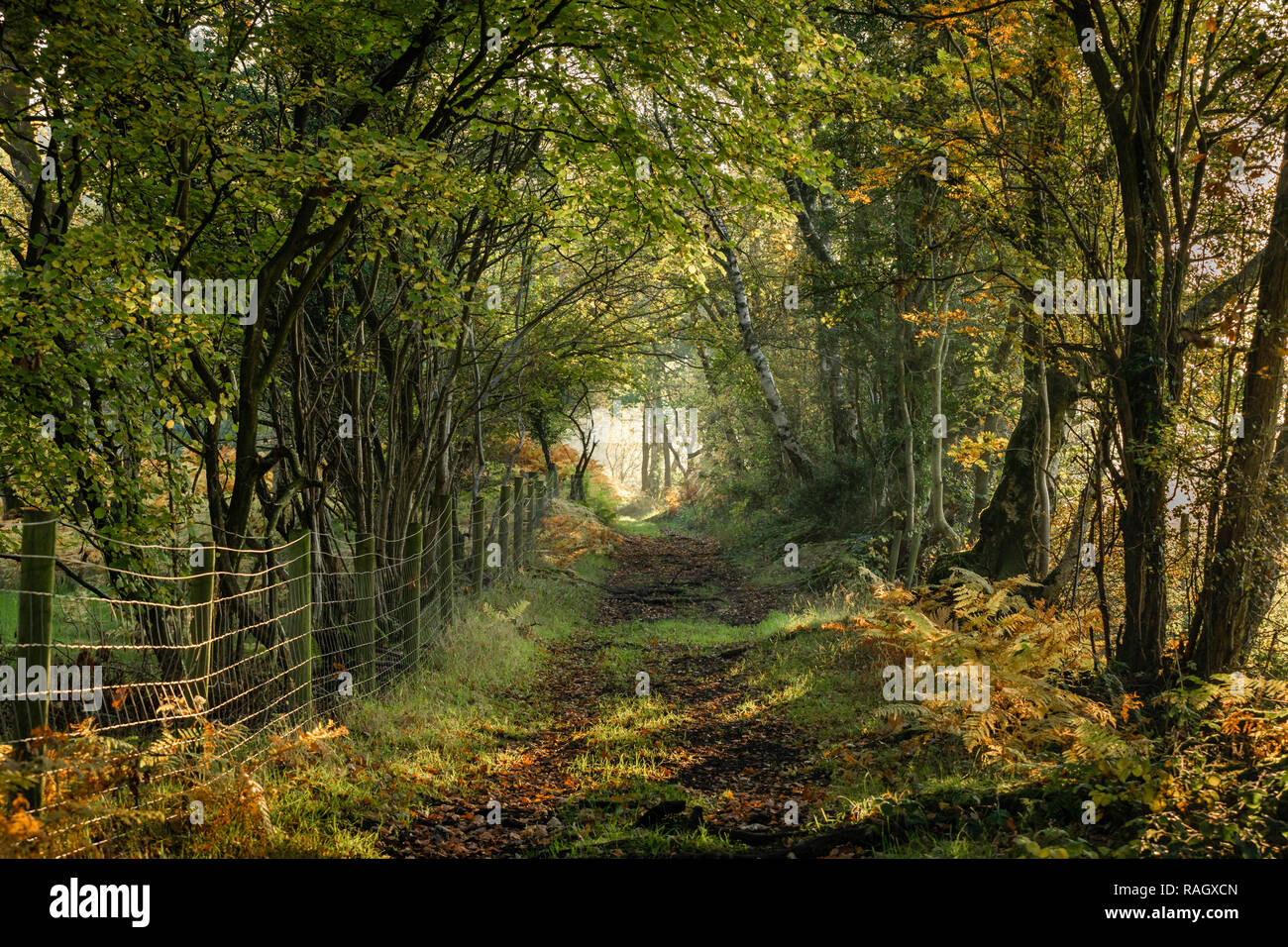 Woodland track, Thrang Moss Stock Photo - Alamy