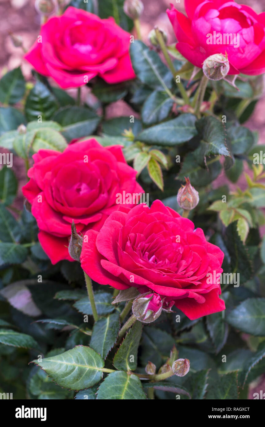 Red containers hi-res stock photography and images - Alamy