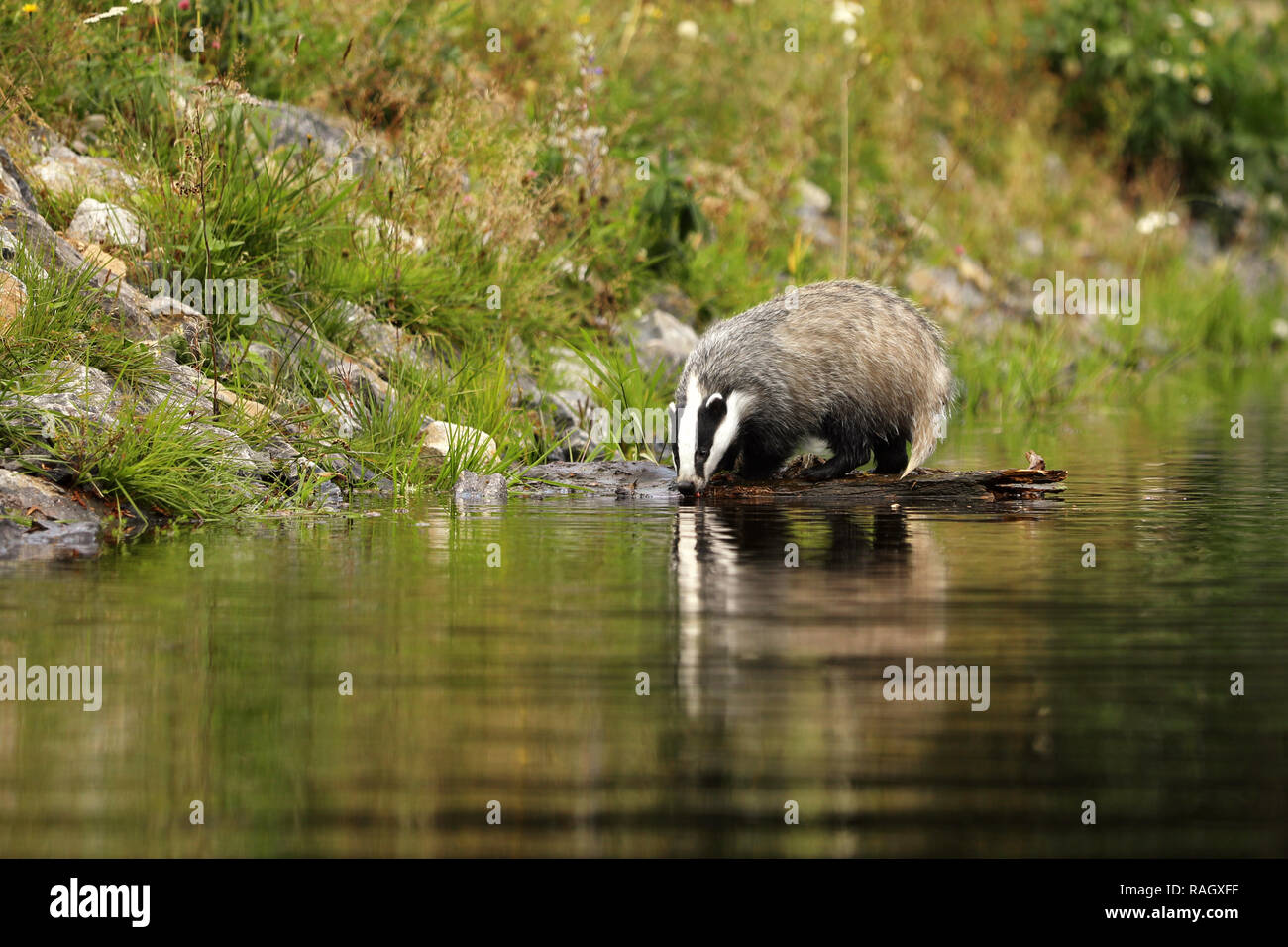 Euroasian badger drink water from pond - Meles meles Stock Photo - Alamy