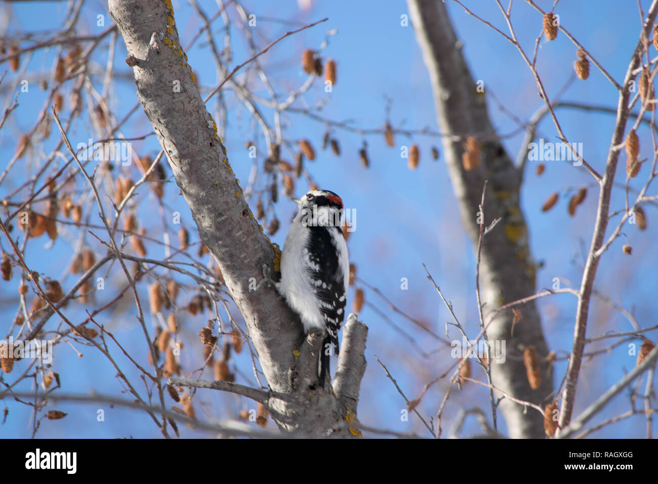 Calgary birds hi-res stock photography and images - Alamy
