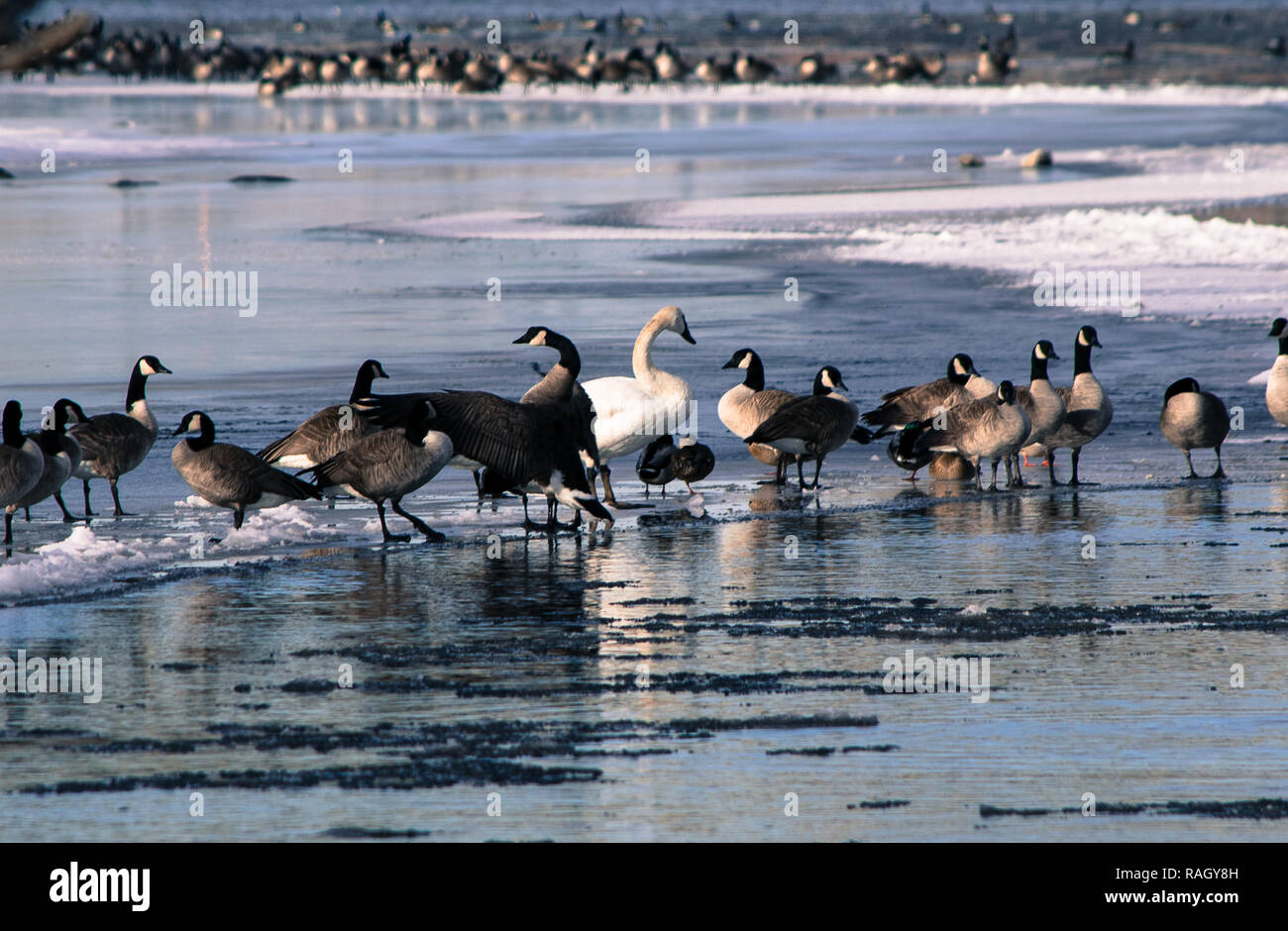 Calgary birds hi-res stock photography and images - Alamy