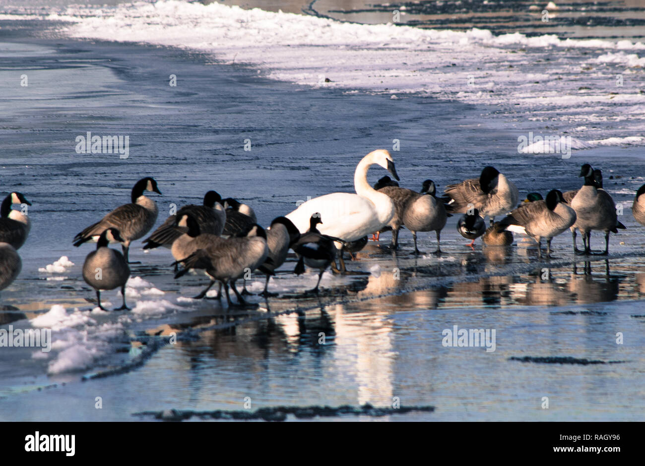 Bow river calgary hi-res stock photography and images - Alamy