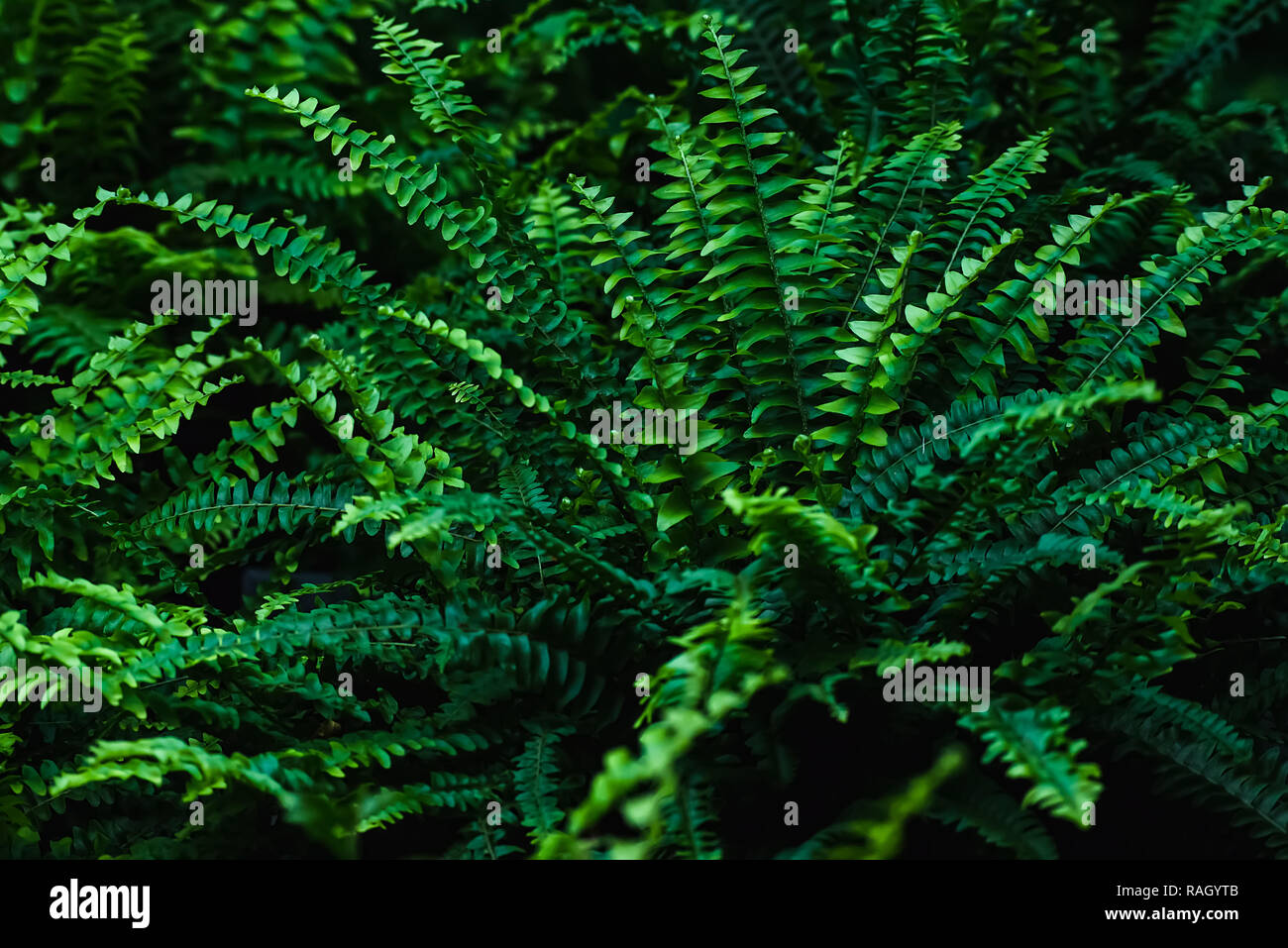 FERN - Spring green in the forest floor. Scenic background for the ...