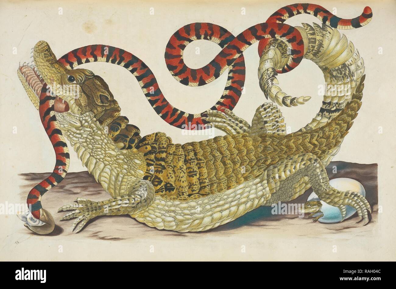 Surinam caiman (probably Paleosuchus palpebrosus) biting South American ...