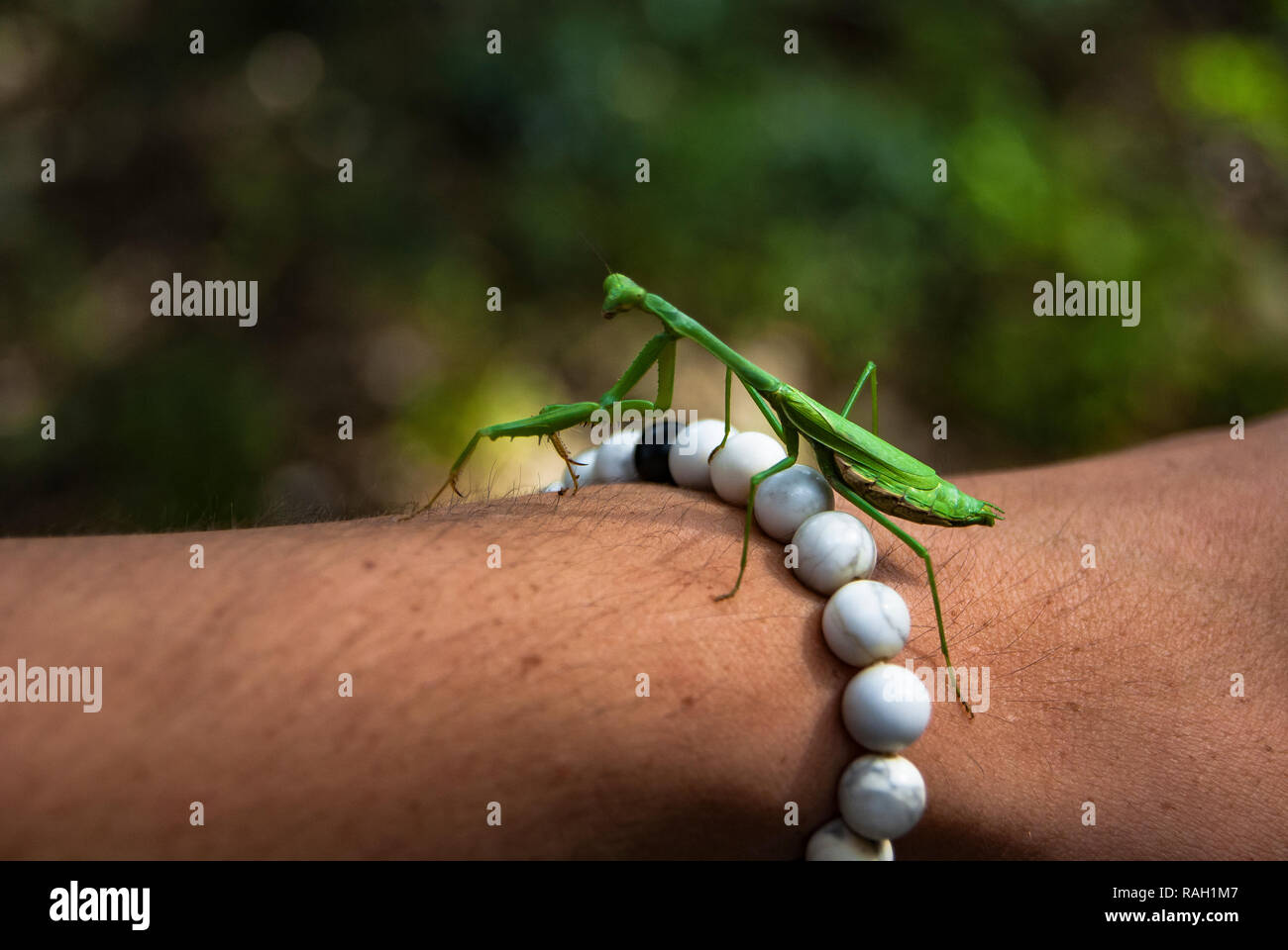 Savage animals hi-res stock photography and images - Alamy