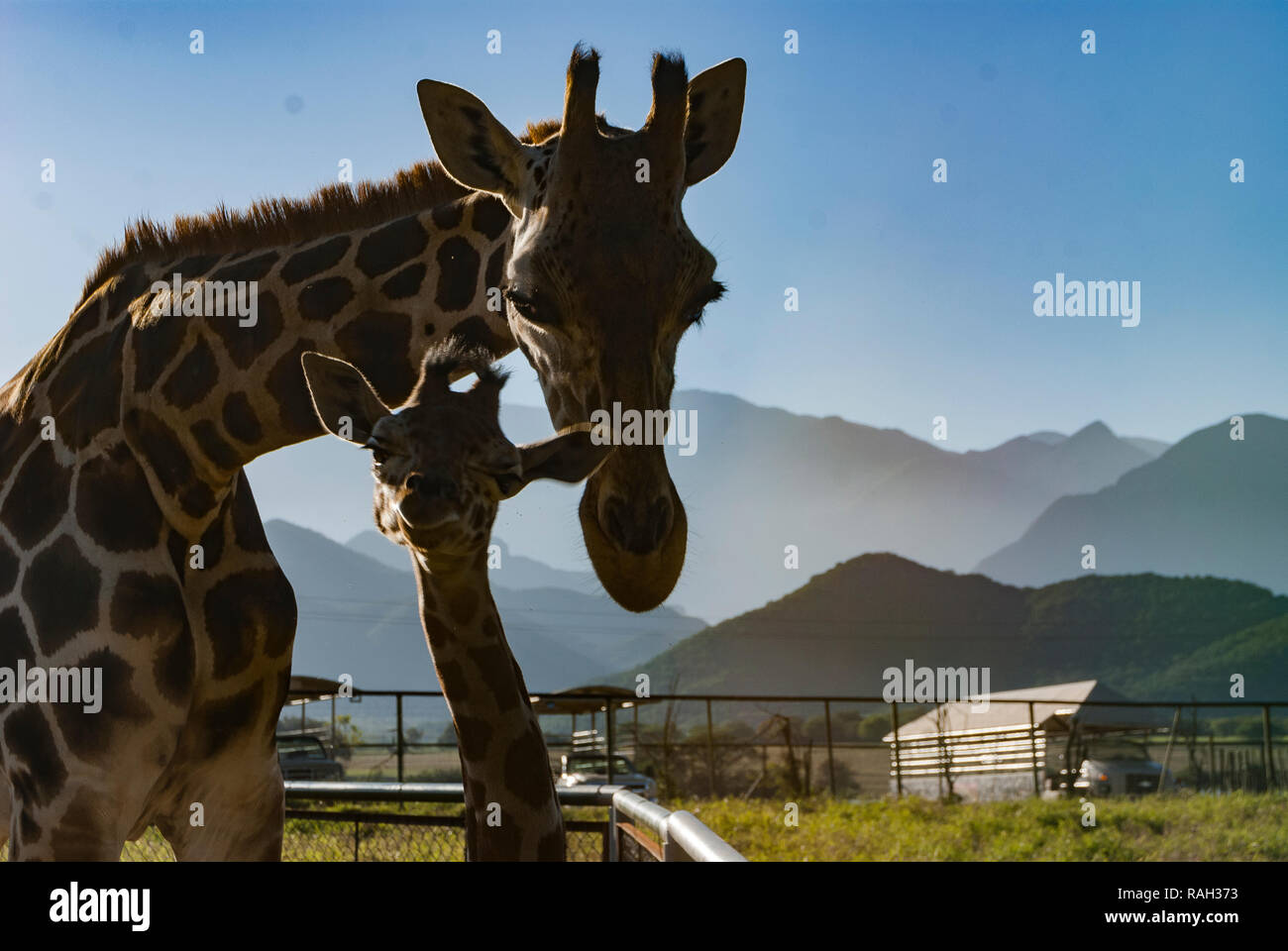 Animal siblings hi-res stock photography and images - Alamy