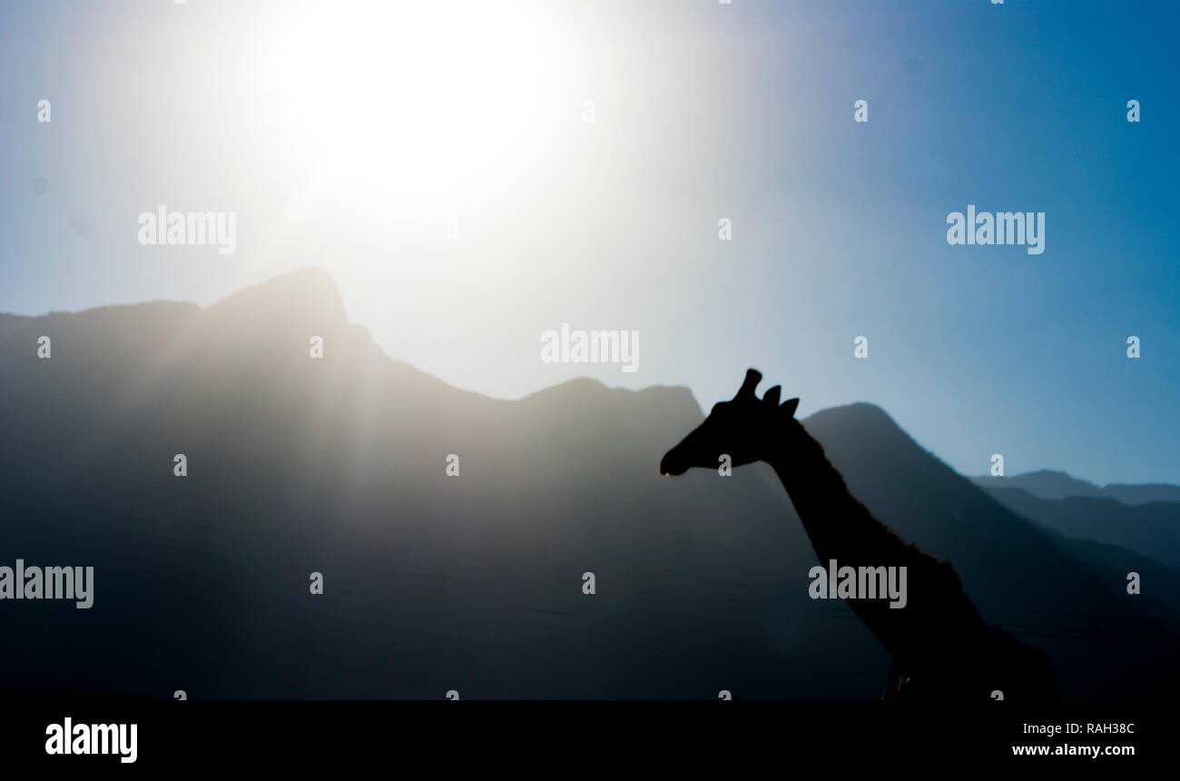 Jiraffe on shadows Stock Photo - Alamy