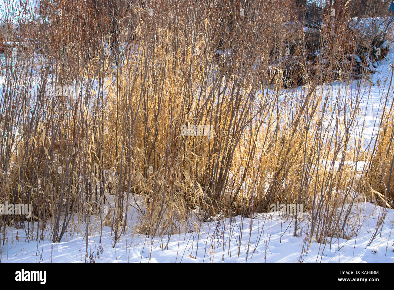 Calgary winter scenes in urban parks Stock Photo - Alamy