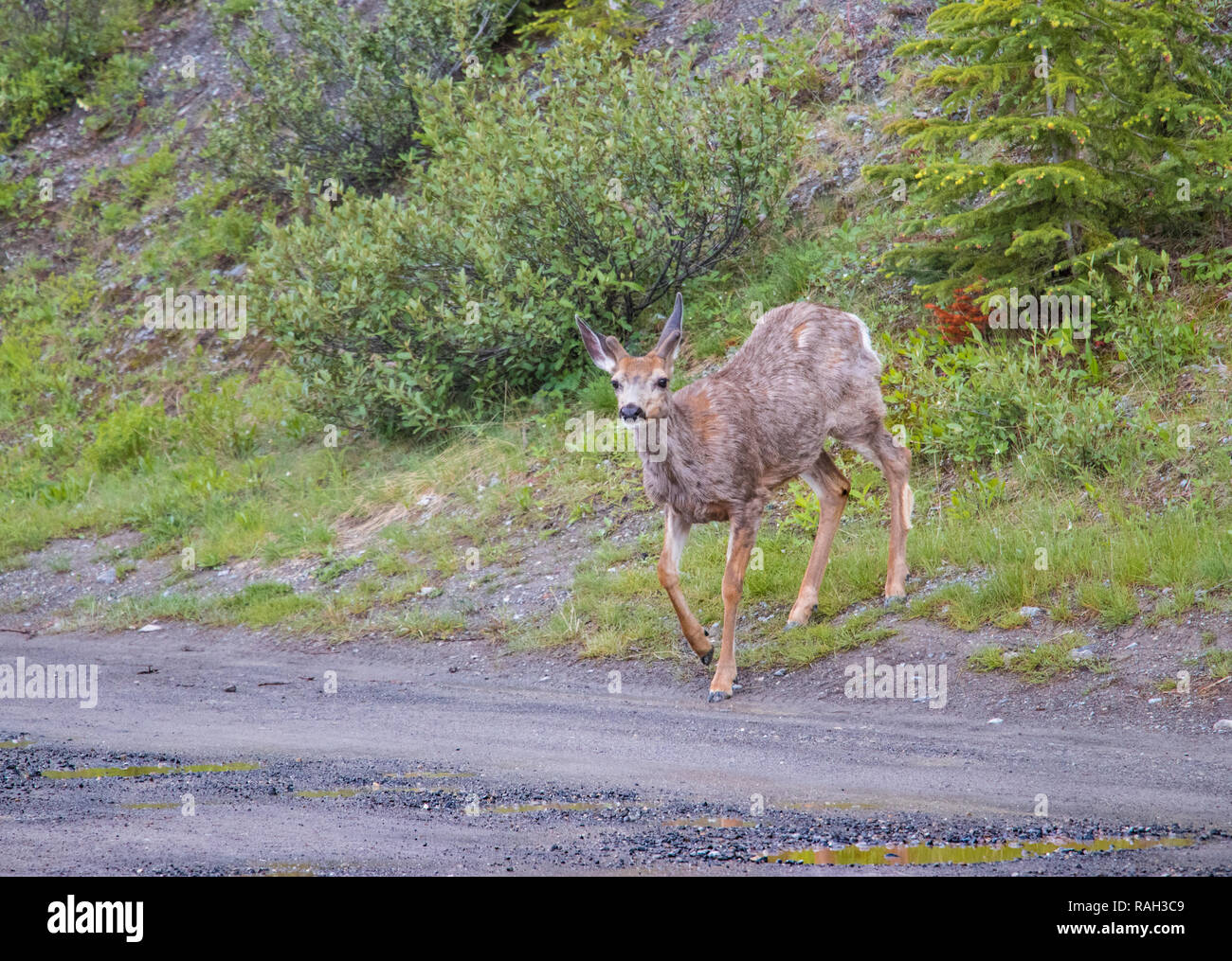 Canada fauna hi-res stock photography and images - Alamy