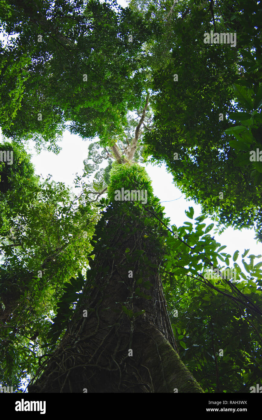 Borneo giant hi-res stock photography and images - Alamy