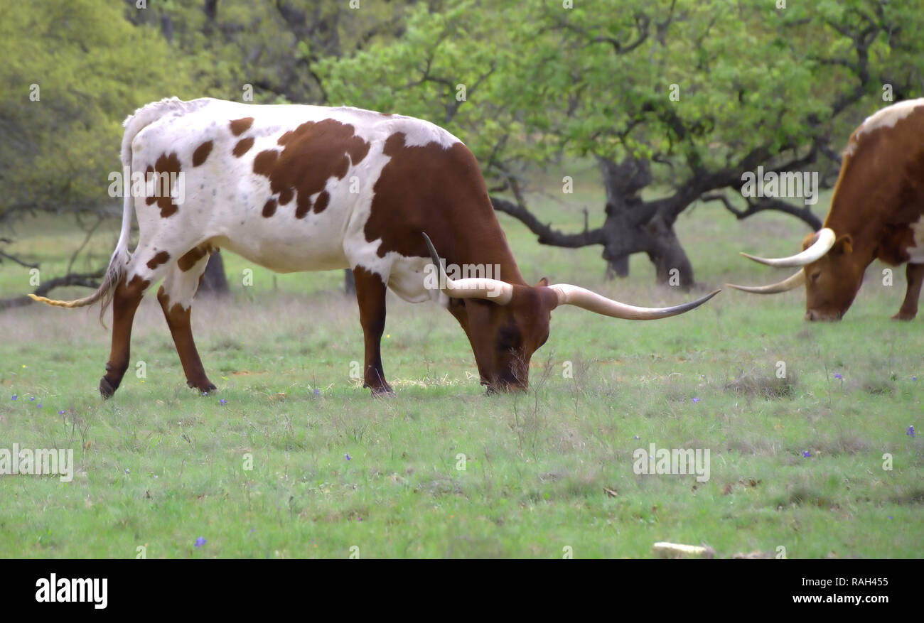 Longhorns cattle field hi-res stock photography and images - Alamy