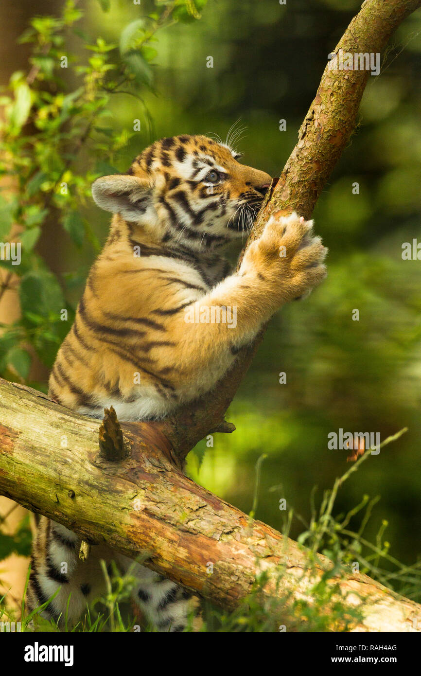 Siberian/Amur Tiger Cub (Panthera Tigris Altaica) Climbing On A Tree ...