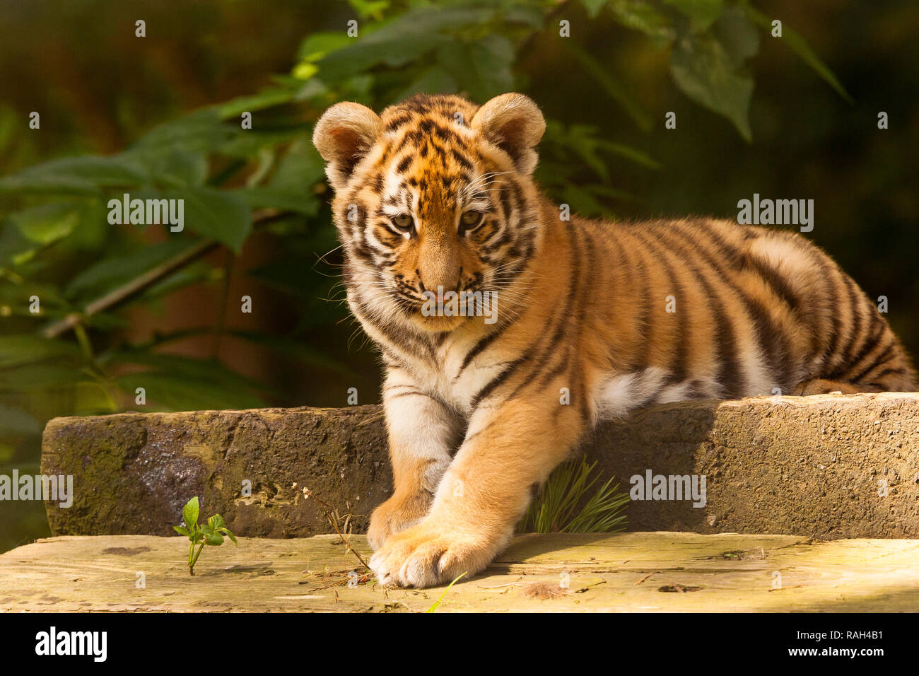 Siberian/Amur Tiger Cub (Panthera Tigris Altaica) Lying Down Stock ...