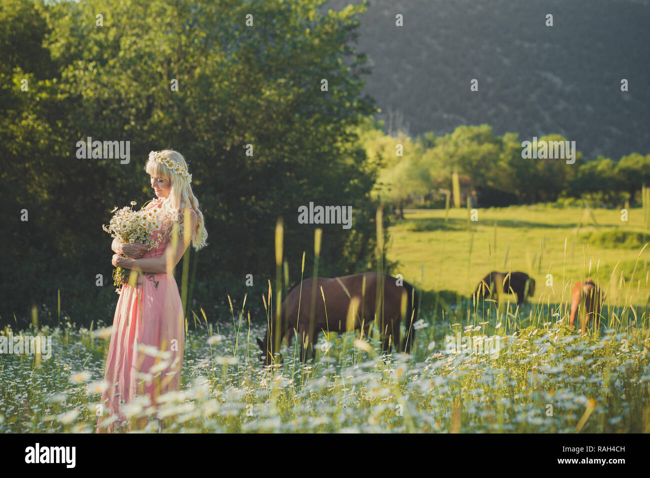 Seductive blond blue eyes lady woman in pinky airy dress on meadow of daisy chamomile holding ...