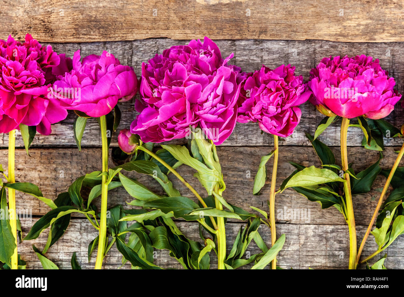 Floral frame with fresh blooming pink magenta peony flowers bouquet on ...